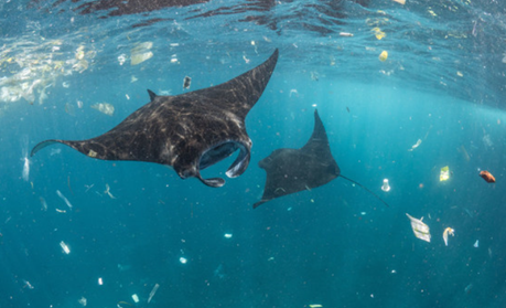 How Disposable Masks Cause Plastic Pollution – myHUBS